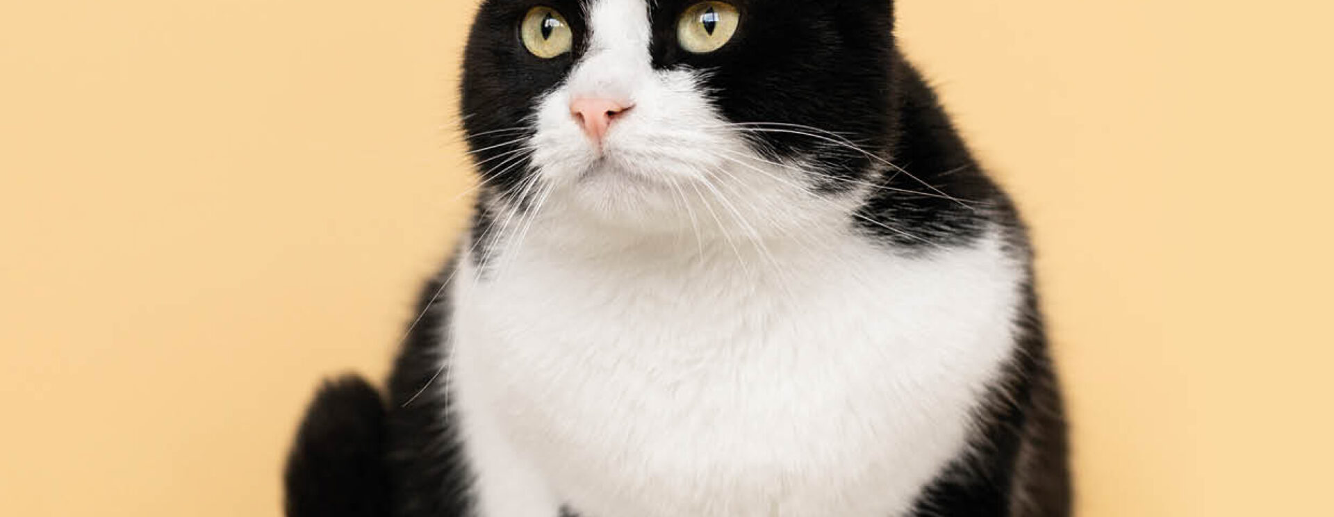 J’ai un animal seul chez moi – Ville de Valence