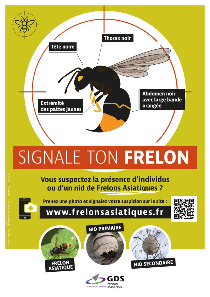 Le frelon asiatique – Ville de Valence