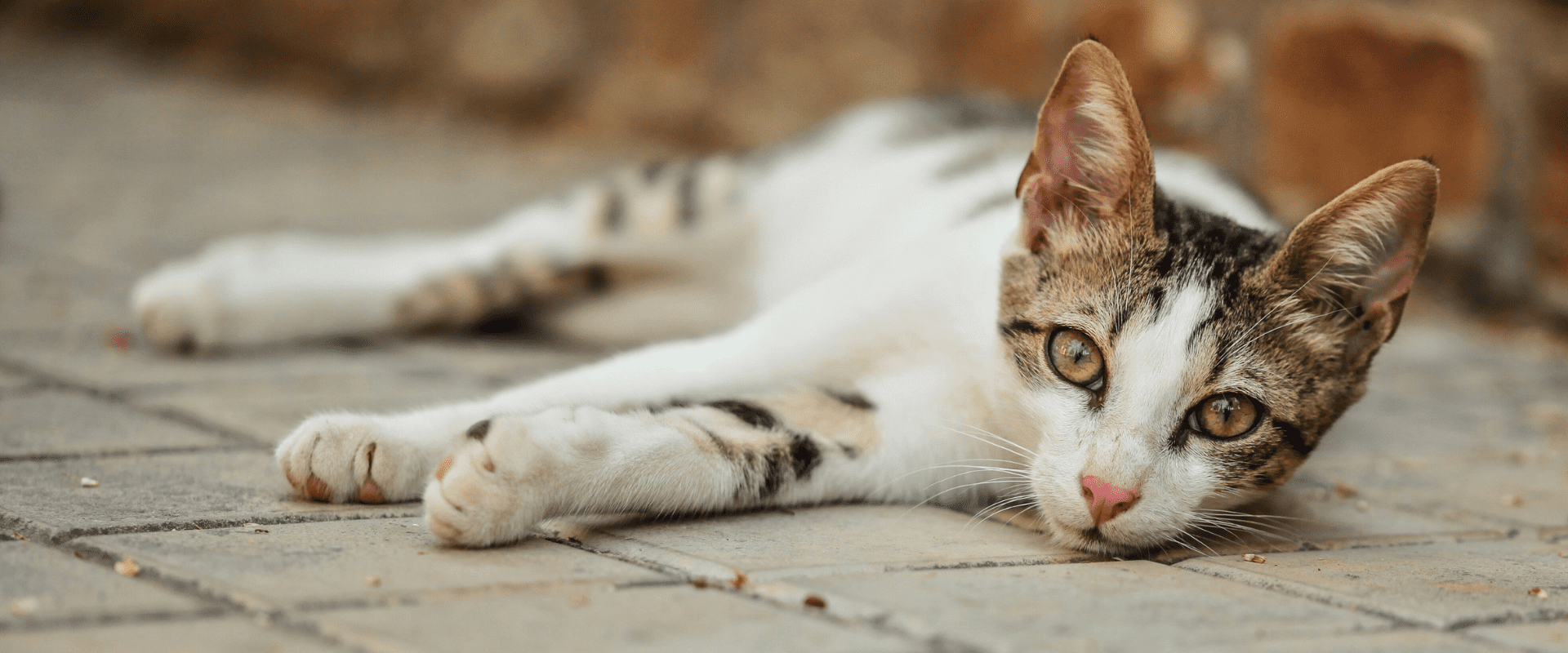 Animaux – Ville de Valence