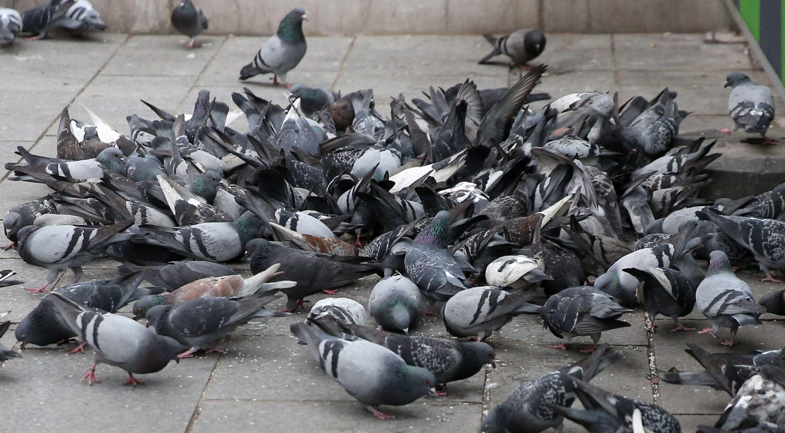 Les pigeons – Ville de Valence